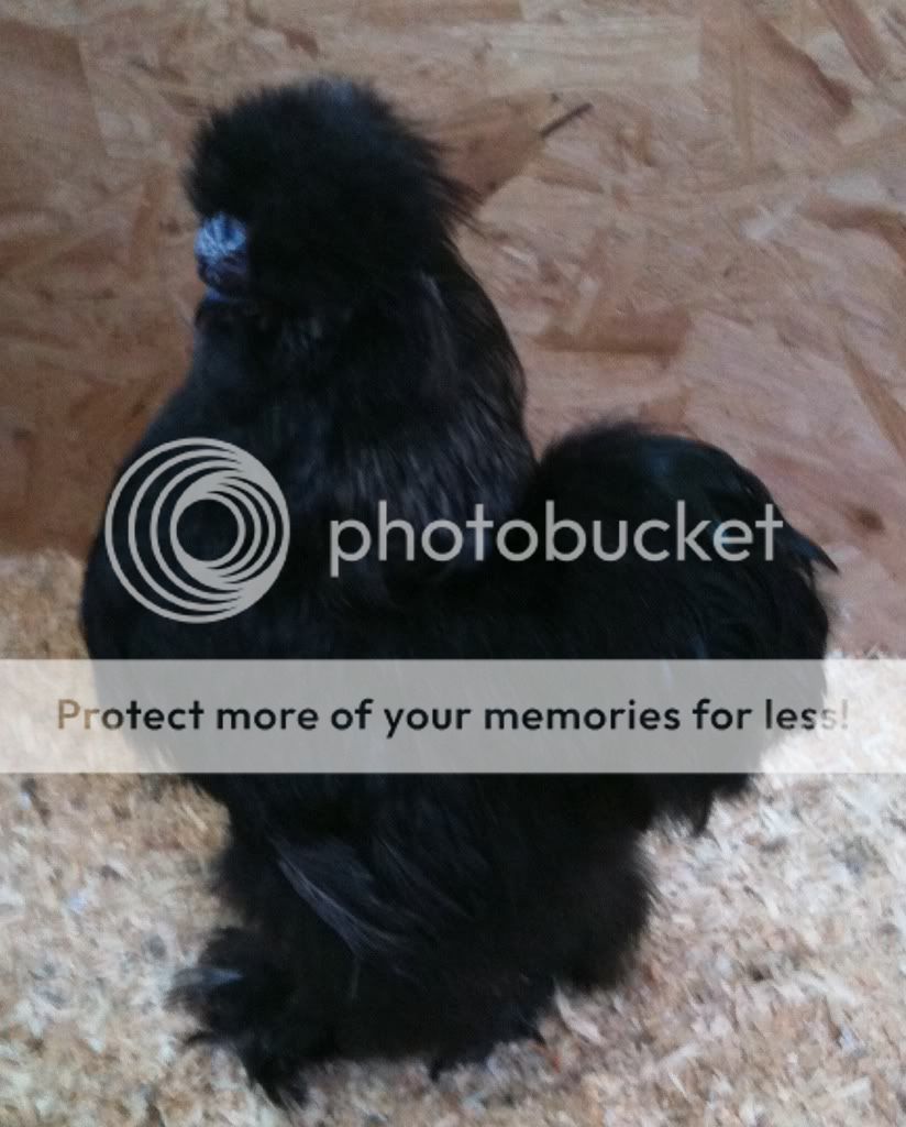 Black American Bearded Silkie Cockerel | BackYard Chickens - Learn How ...